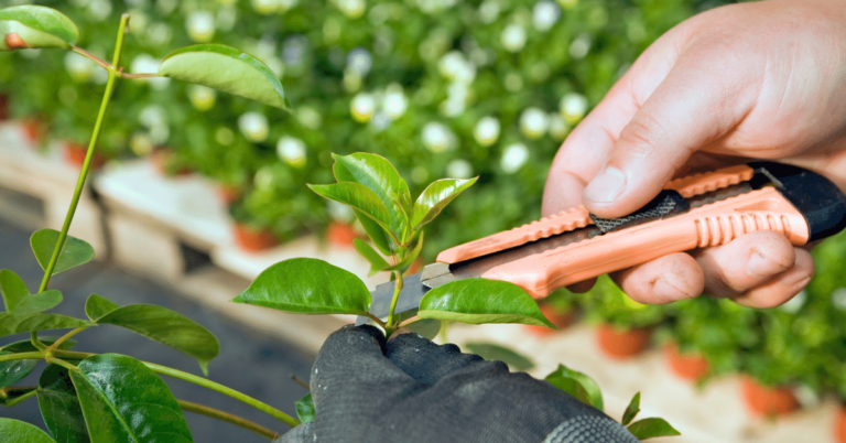 What is a Mother Plant? – Backyard Grow Kits