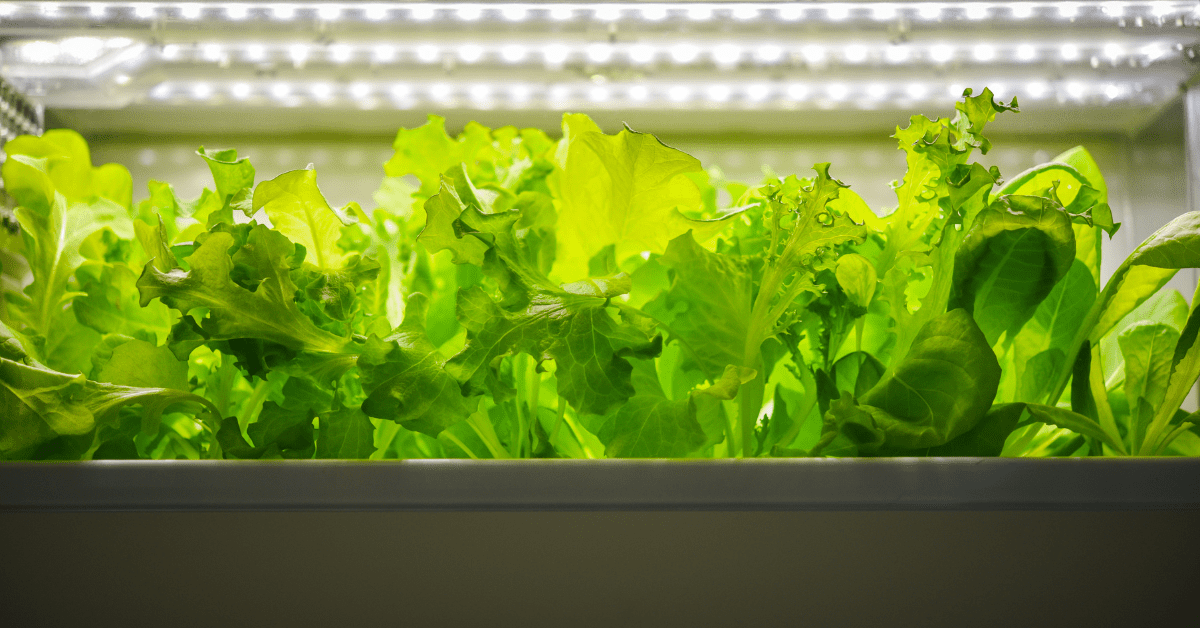 Hydroponic Gardening: Tips for Growing Beautiful Indoor Plants in Water ...