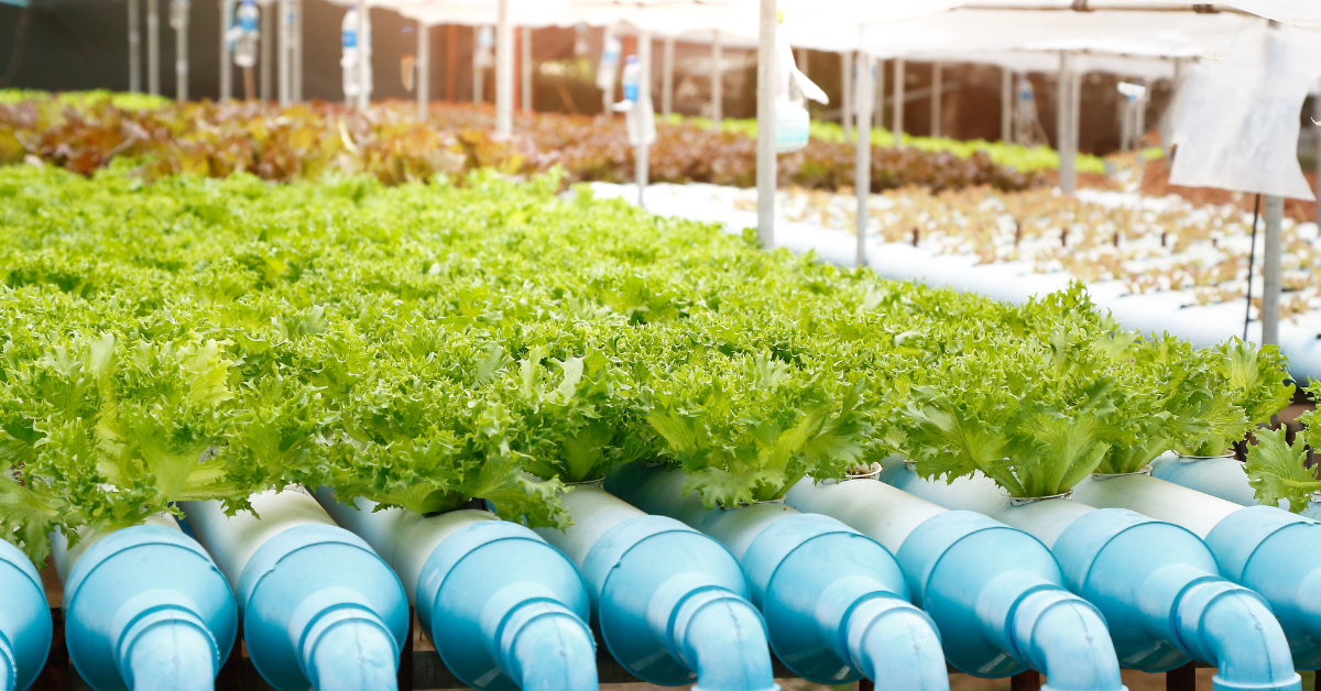 Hydroponic Gardening: Tips for Growing Beautiful Indoor Plants in Water ...