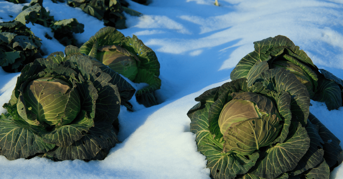 Uncovering the Secrets of Winter Gardening: What You Can Grow in the ...