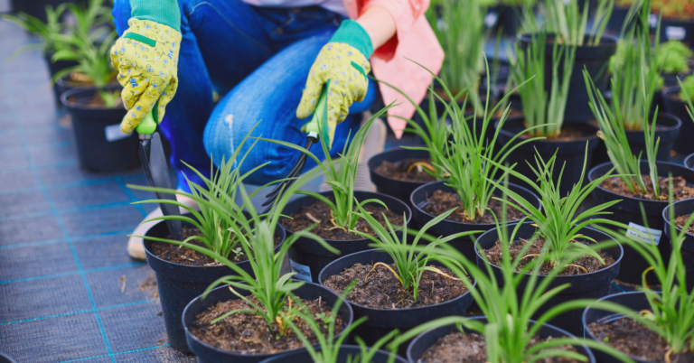 Revive Your Veggies: A Step-by-Step Guide to Replanting Vegetables for ...