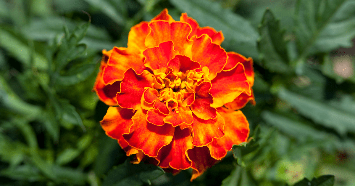 Introduction to Marigolds – Backyard Grow Kits