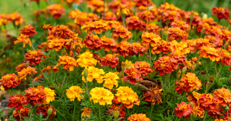 Introduction to Marigolds – Backyard Grow Kits