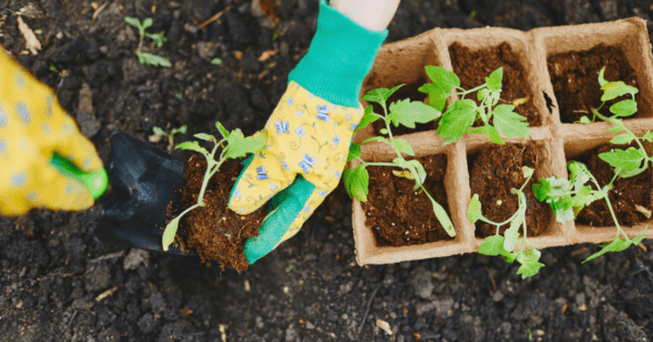 Revive Your Veggies: A Step-by-Step Guide to Replanting Vegetables for ...