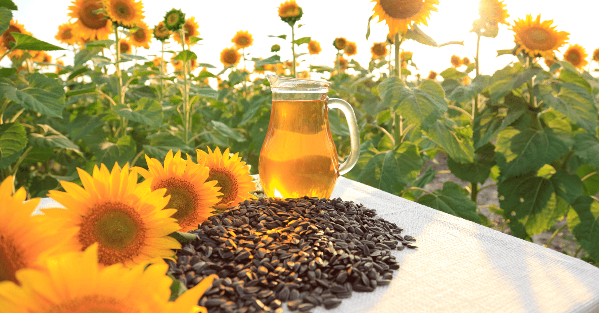 A Step-by-Step Guide on How to Grow Sunflowers at Home – Backyard Grow Kits